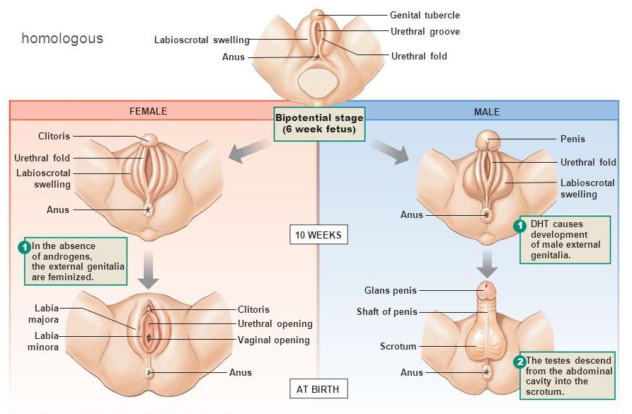 genitalia development